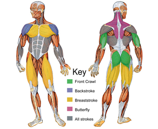 What muscle groups does swimming develop and its benefits - ActiveSG