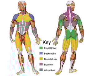 What muscle groups does swimming develop and its benefits - ActiveSG